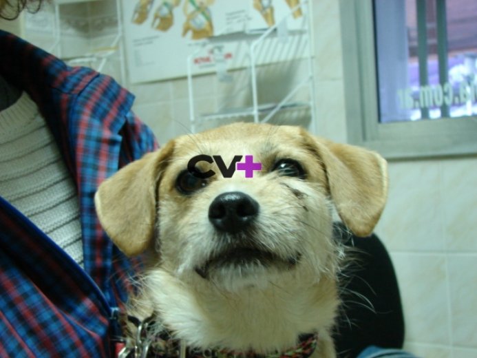 Fistulas por afecciones de muelas carniceras